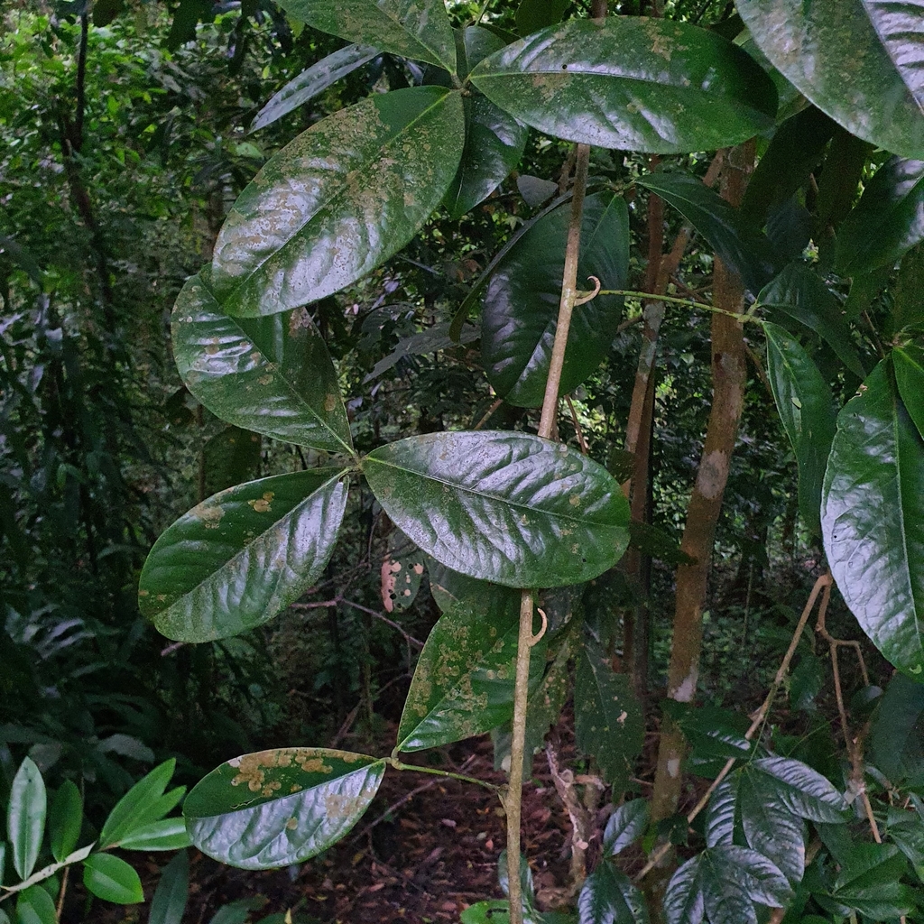 Luvunga sarmentosa from Singapore on April 9, 2023 at 02:34 PM by ...