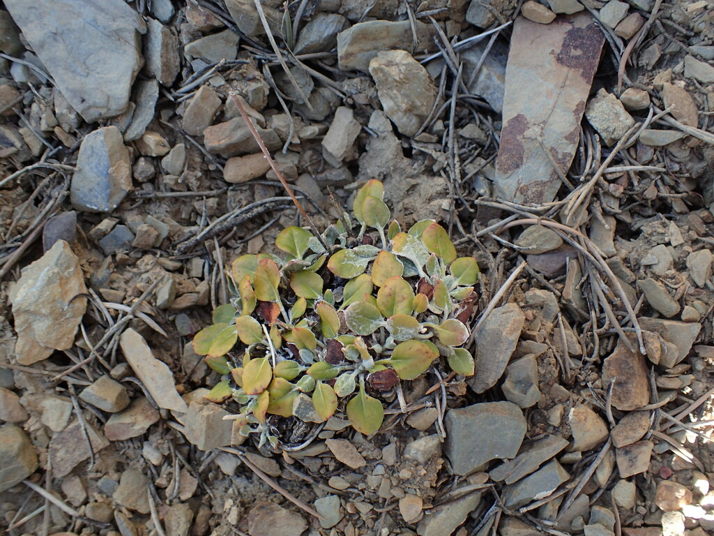 wild buckwheats from Inyo County, CA, USA on April 5, 2023 at 09:30 AM ...