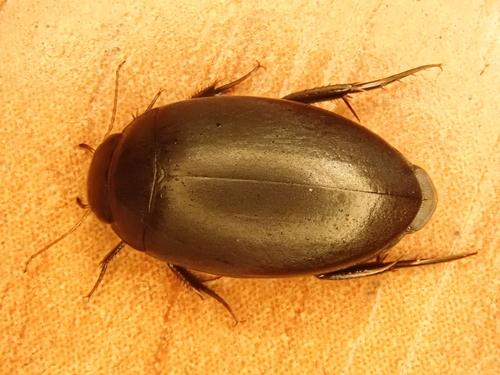 Ilybius aenescens · iNaturalist