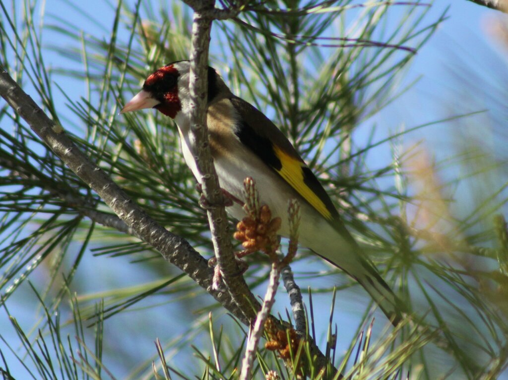 European Goldfinch from Madrid, España on April 4, 2023 at 05:55 PM by ...