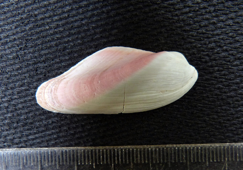 Modiolus eiseni · iNaturalist