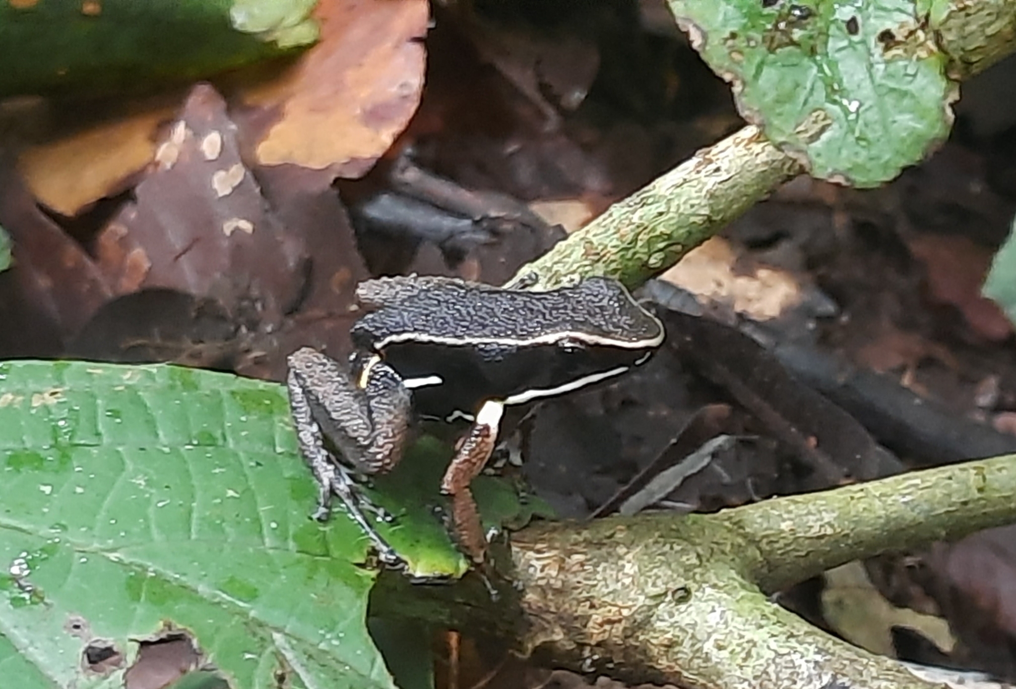 Allobates Zimmermann & Zimmermann, 1988