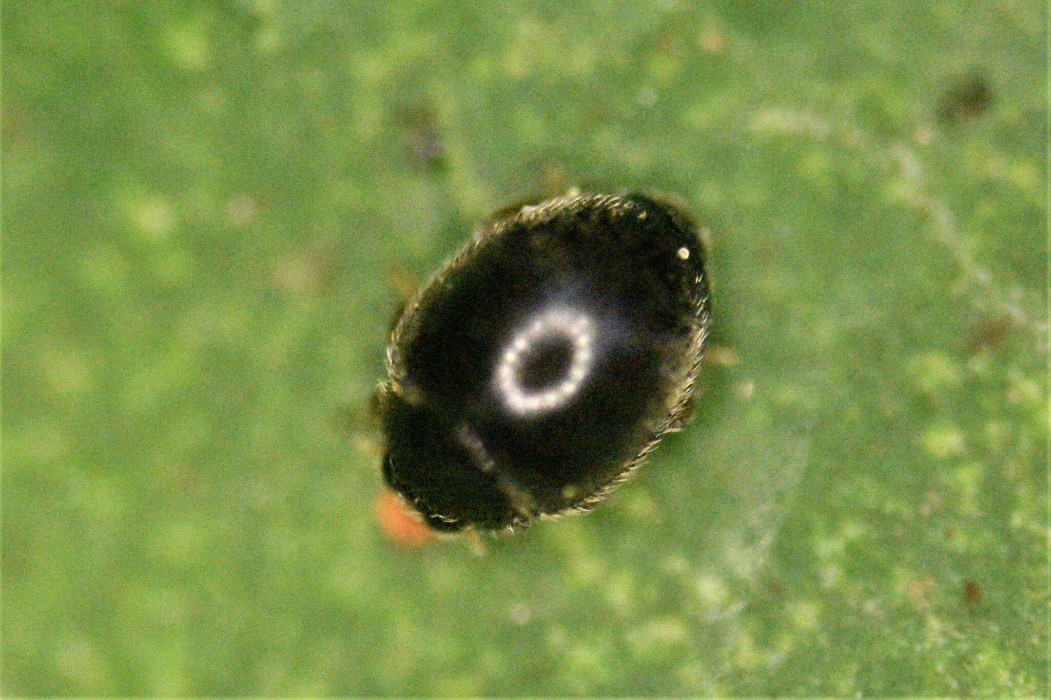 Stethorus pusillus (Herbst, 1797)