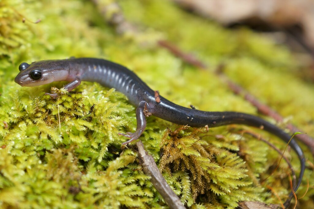 Northern Gray-cheeked Salamander from Watauga County, NC, USA on April ...