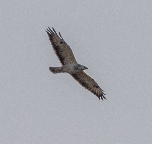 Common Buzzard from 3660 Stenløse, Danmark on April 4, 2023 at 03:59 PM ...