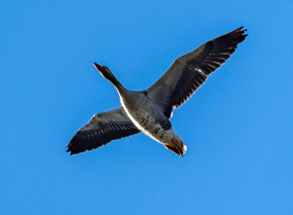 Greylag Goose from 3660 Stenløse, Danmark on April 06, 2023 at 09:30 AM ...