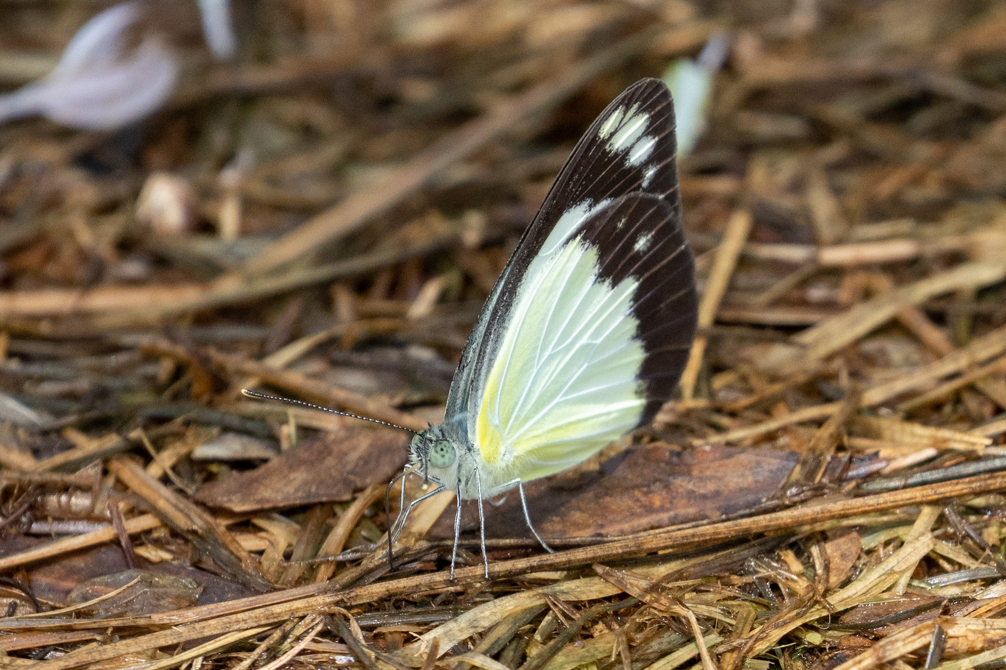 Cepora perimale (Donovan, 1805)