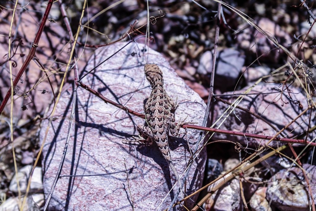 Elegant Earless Lizard from 85503 Son., México on March 26, 2023 at 12: ...