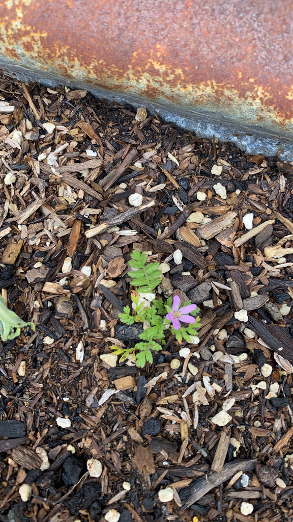 musk stork's-bill in April 2023 by jerry_r · iNaturalist
