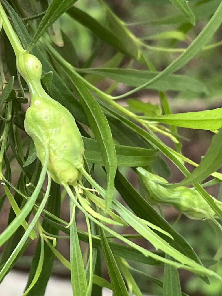 Neolasioptera lathami from Texas State University, San Marcos, TX, US ...