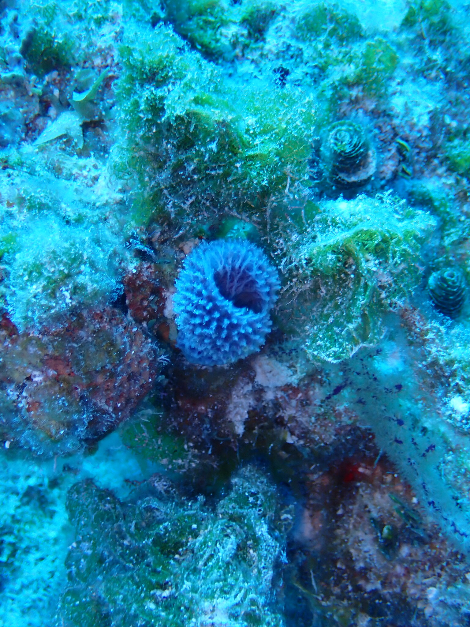 Niphates digitalis (Lamarck, 1814)