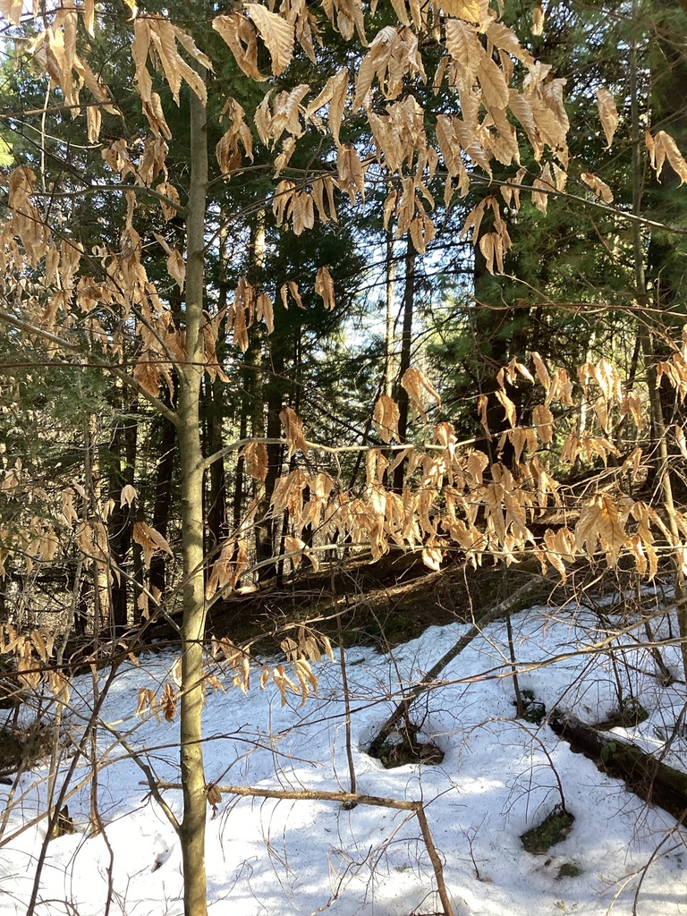 American beech in April 2023 by Charlie Hohn · iNaturalist