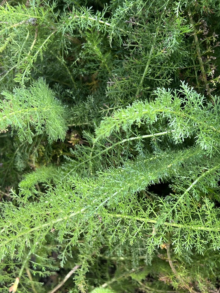 Common Asparagus Fern from California State University, Fullerton, CA ...