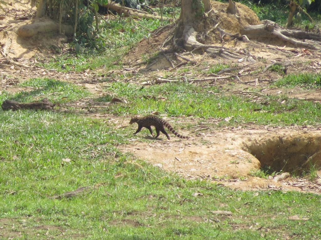 Servaline Genet from Dzanga-Sangha National Park, Central African ...