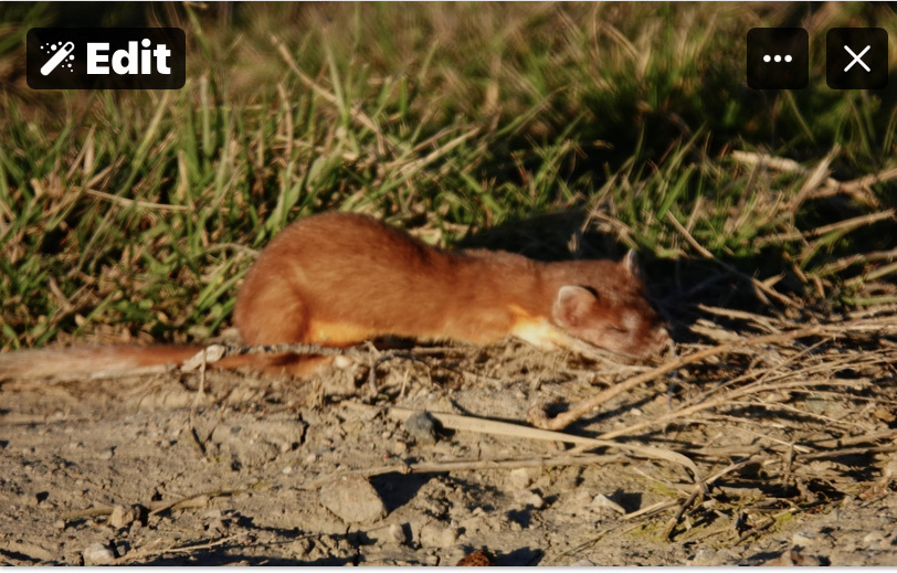 Long-tailed Weasel from Brigham City, UT, US on April 10, 2023 at 02:24 ...