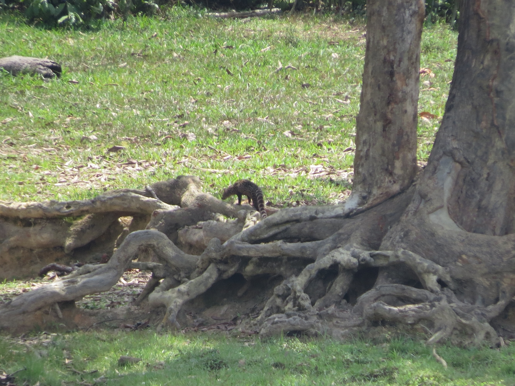 Genetta servalina Pucheran, 1855