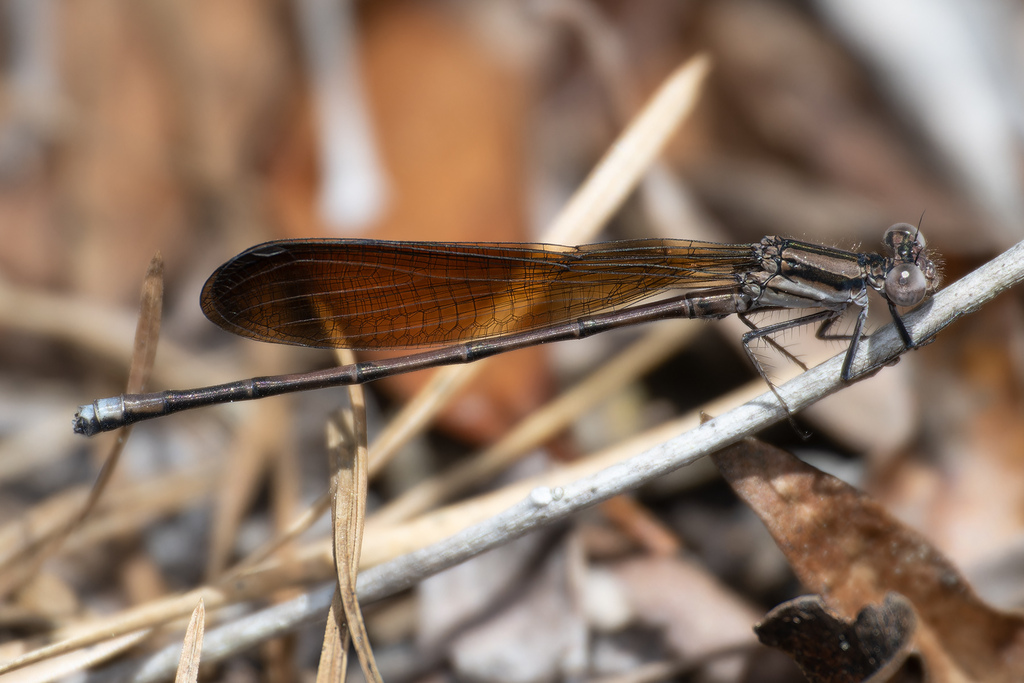 Variable Dancer in April 2023 by Mark Shields. Immature male · iNaturalist