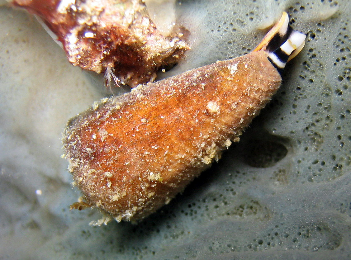 Conus emaciatus Reeve, 1849