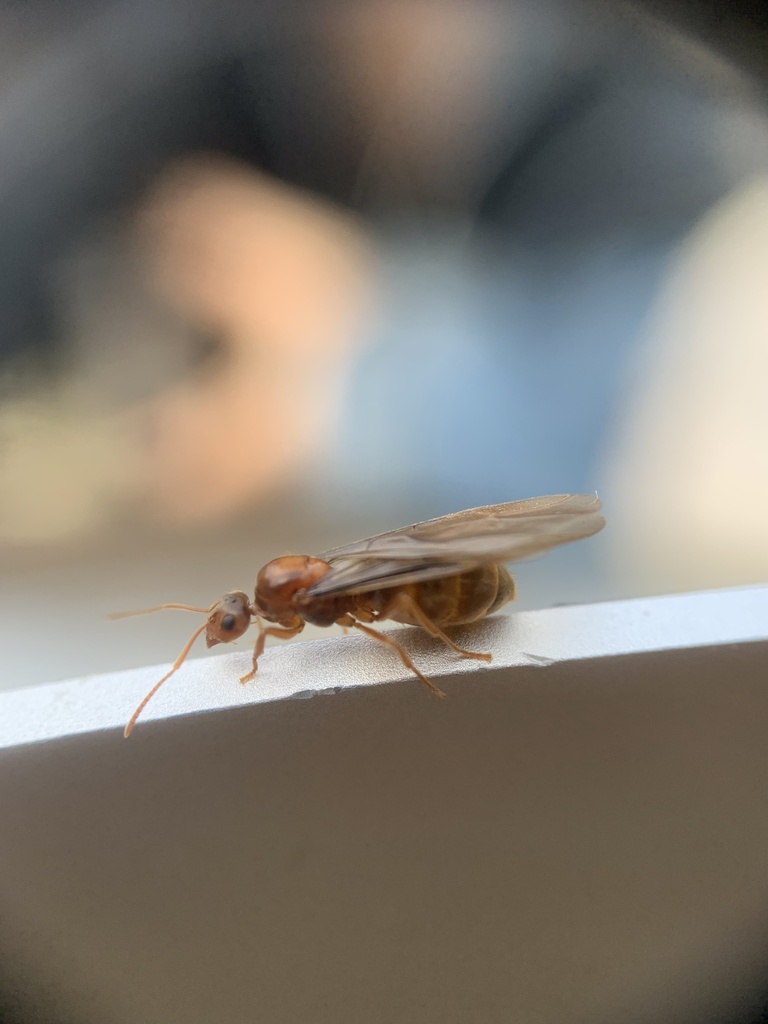American Winter Ant from The University of Chicago, Chicago, IL, US on ...