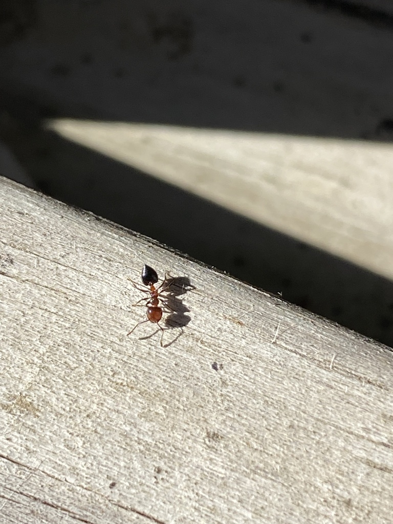 Cherry Acrobat Ant from Cape Island, Cape May, NJ, US on April 10, 2023 ...
