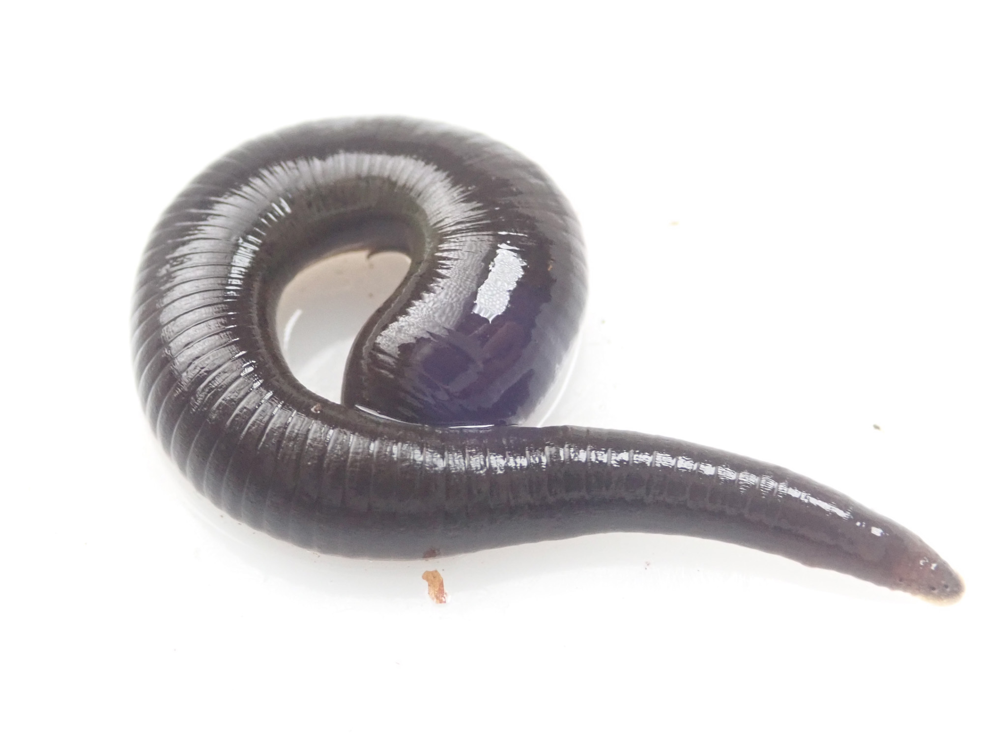 Haemopidae