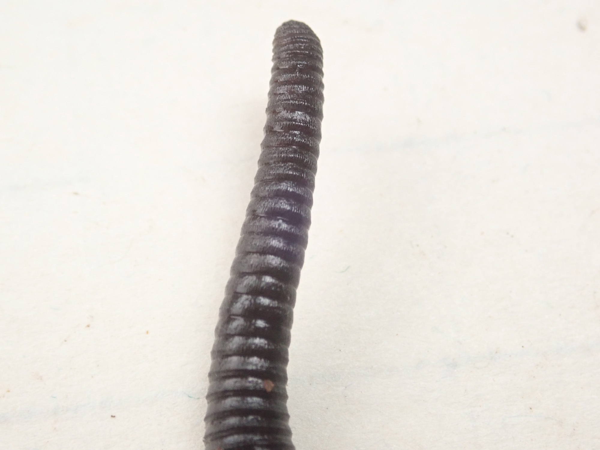 Haemopidae