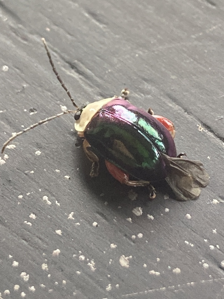 Alagoasa gemmata from Puntarenas, CR-PU, CR on April 9, 2023 at 01:06 ...