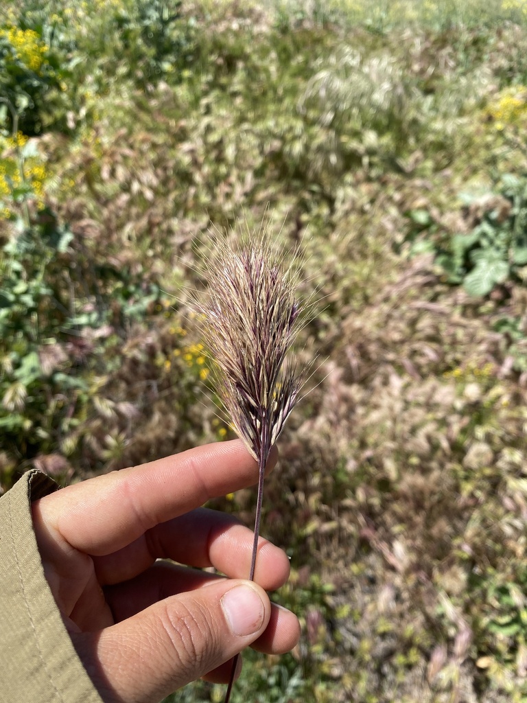 Red Brome from Gavilan Rd, Perris, CA, US on April 9, 2023 at 12:50 PM ...