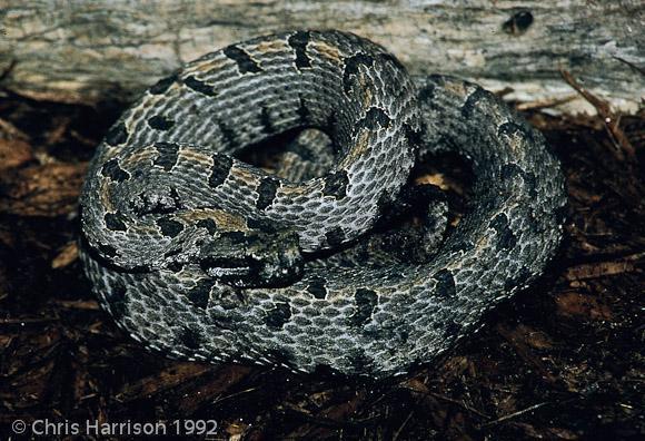 Western Pygmy Rattlesnake in April 1992 by Chris Harrison · iNaturalist