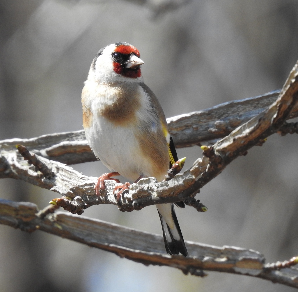 European Goldfinch from Brooklyn, NY, USA on April 10, 2023 at 02:03 PM ...
