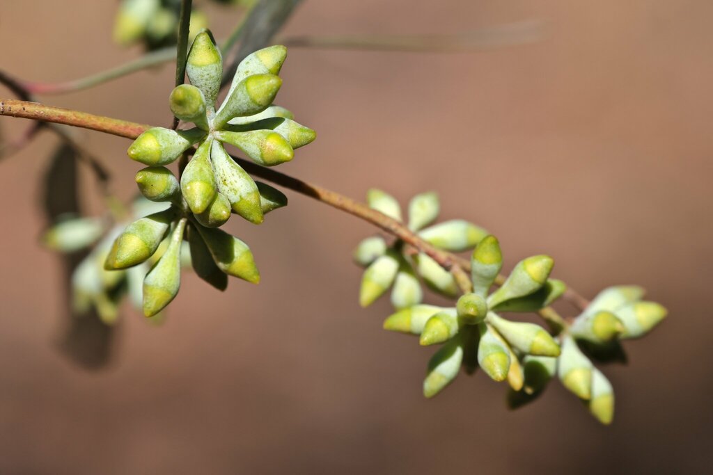 Blue Mallee (Eucalyptus polybractea) - Botanical Realm