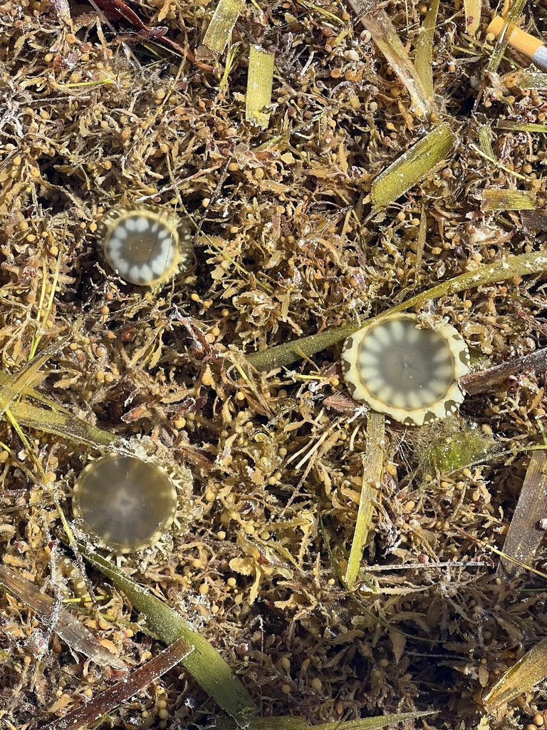 Upsidedown Jellies from Boot Key Harbor, FL, US on April 9, 2023 at 09: ...