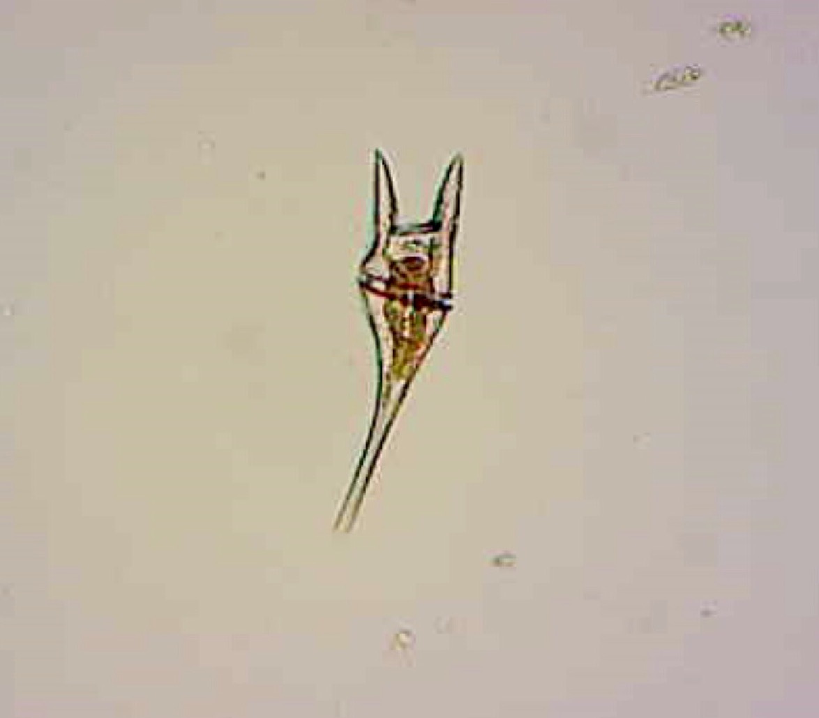 Tripos furca (Ehrenb.) F.Gómez