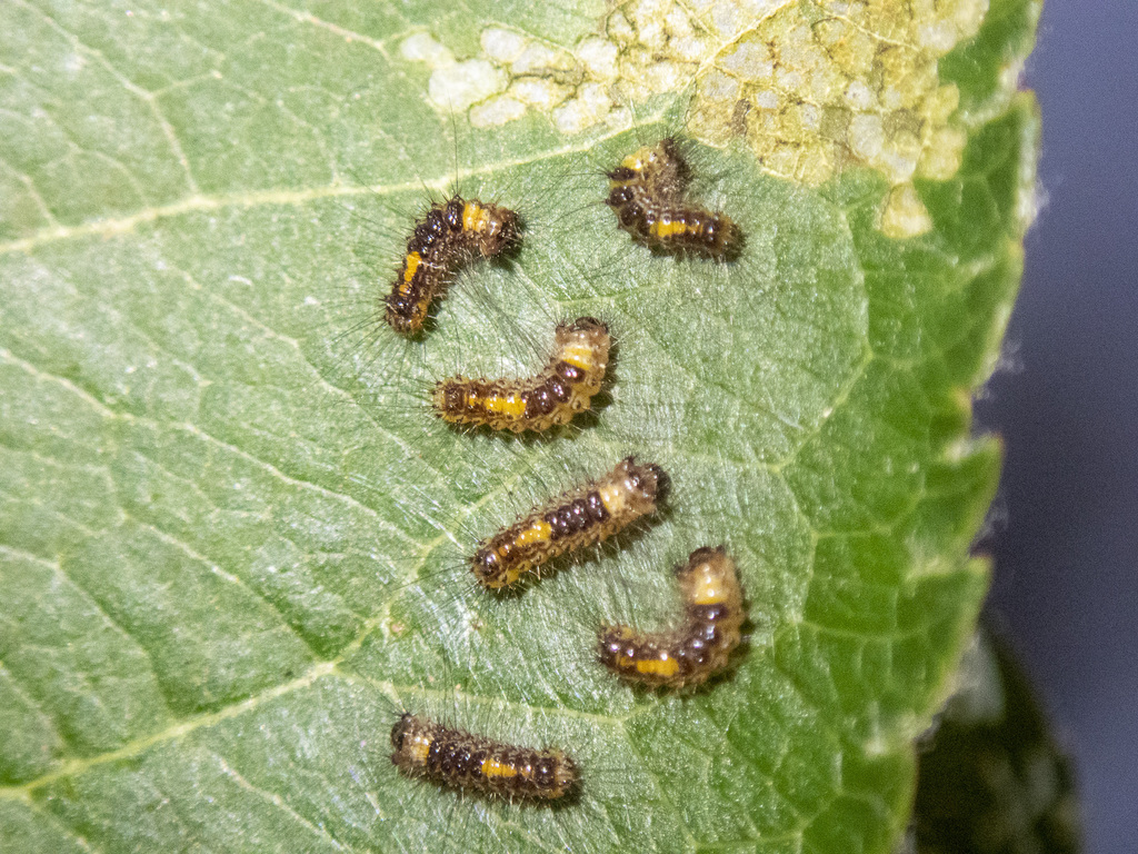 Painted apple moth from Won Wron VIC 3971, Australia on November 21 ...