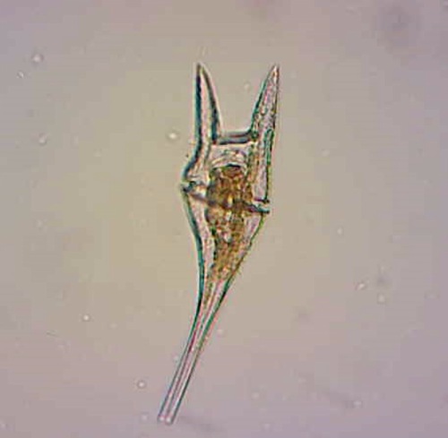 Tripos hircus · iNaturalist