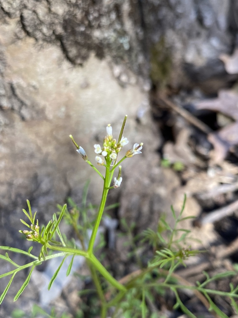 Sand Bittercress in April 2023 by Jim Oehmke · iNaturalist