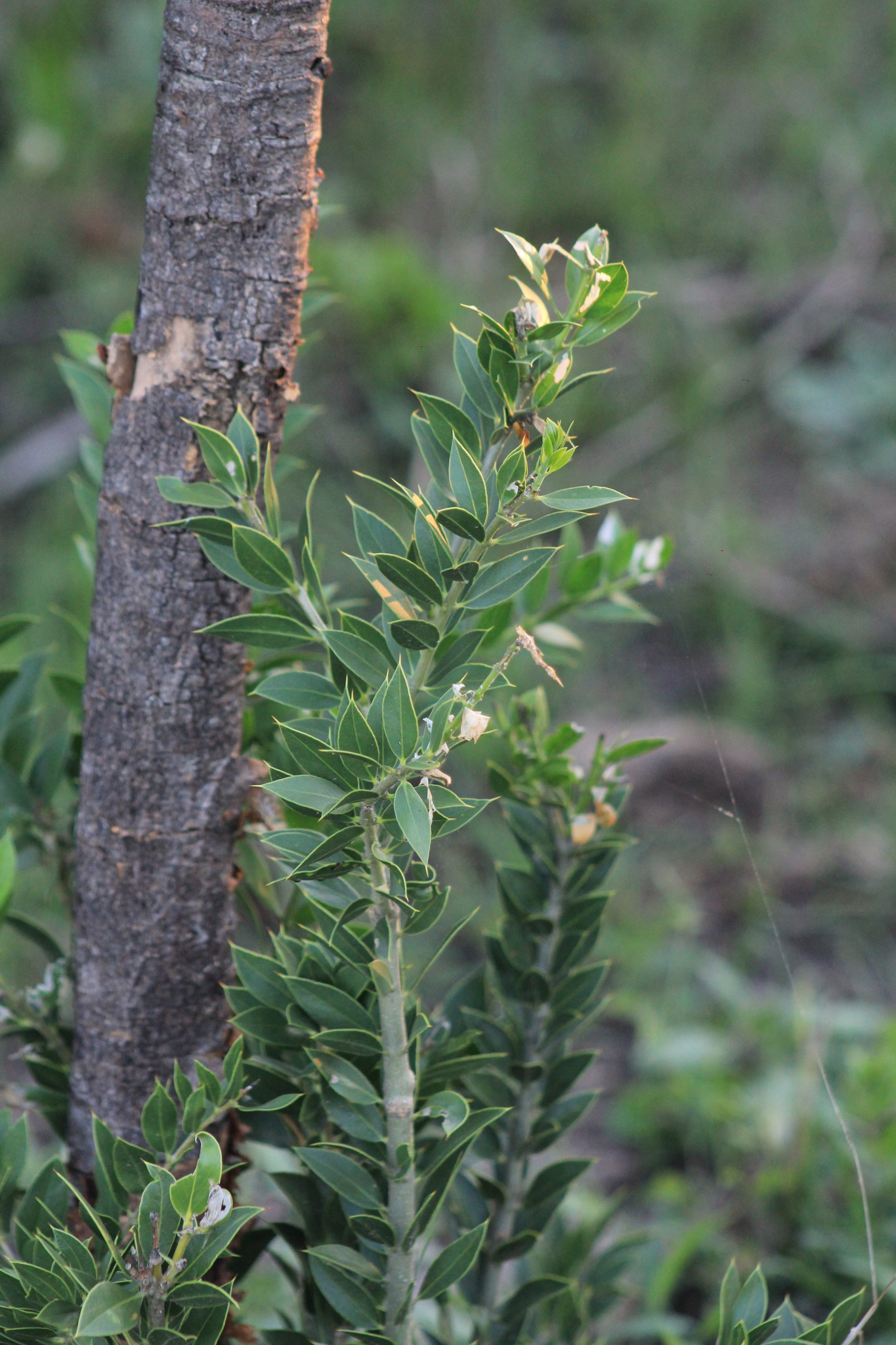 Aspidosperma Mart. & Zucc.