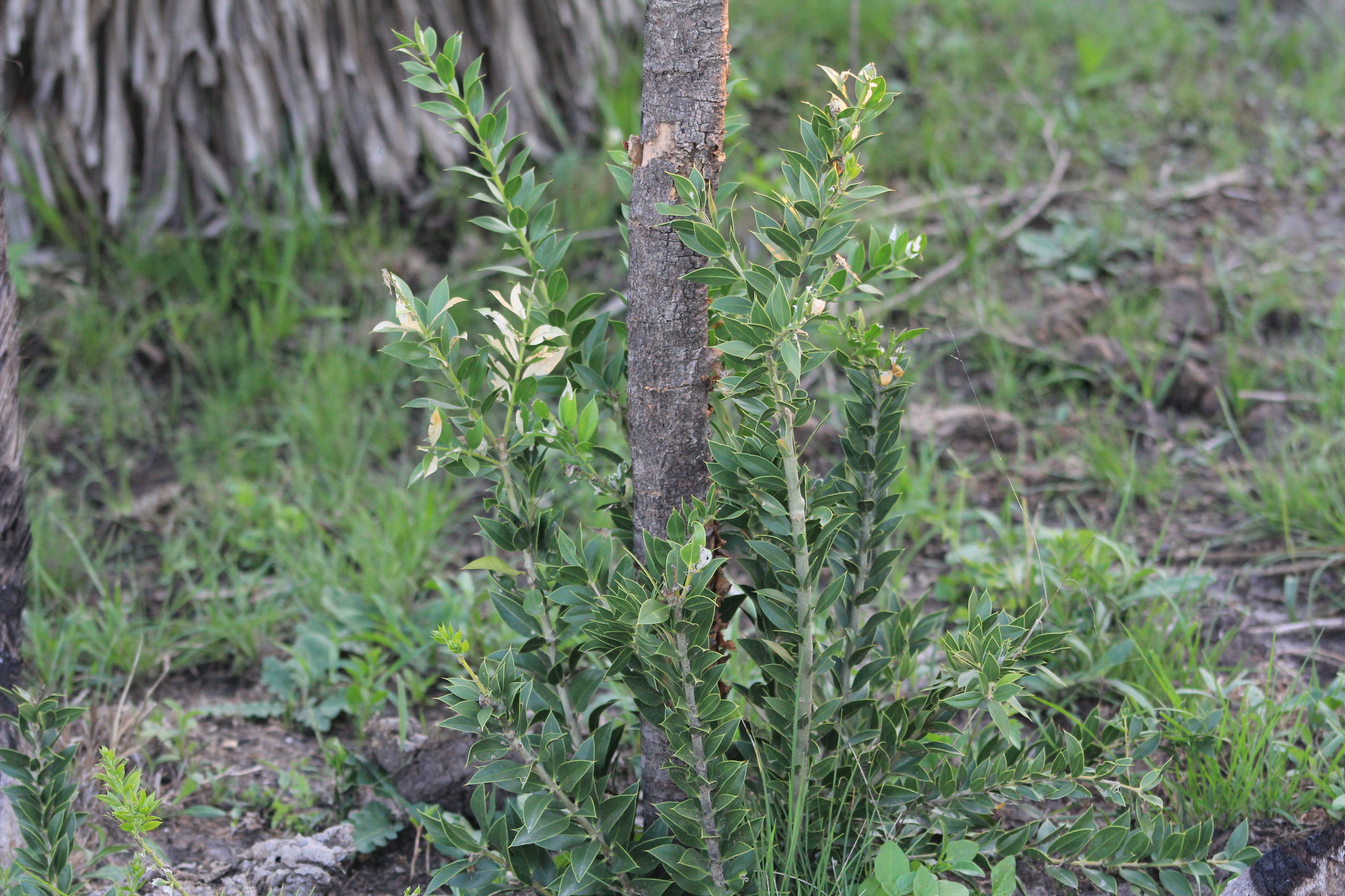 Aspidosperma Mart. & Zucc.