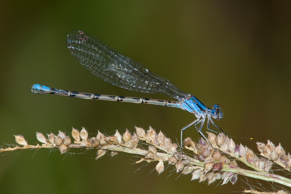 Springwater Dancer (Dragonflies and Damselflies of Valles Caldera ...