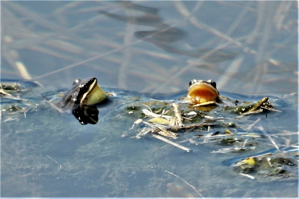 Boreal Chorus Frog from Blackhawk Springs Forest Preserve on April 10 ...