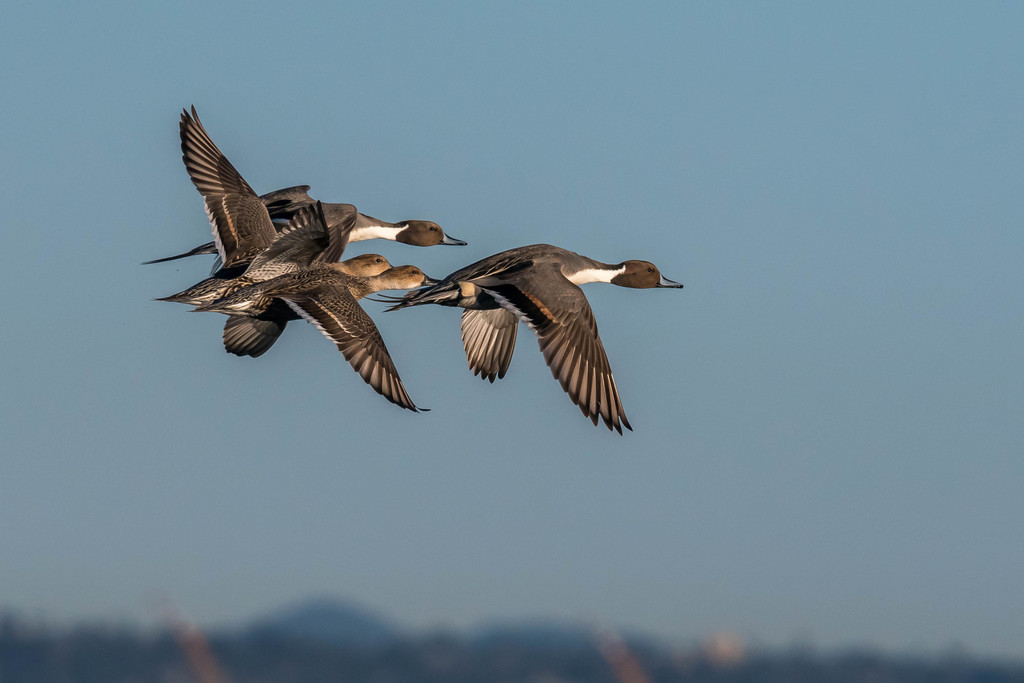 Northern Pintail (Birds of Rosewood Nature Study Area) · iNaturalist
