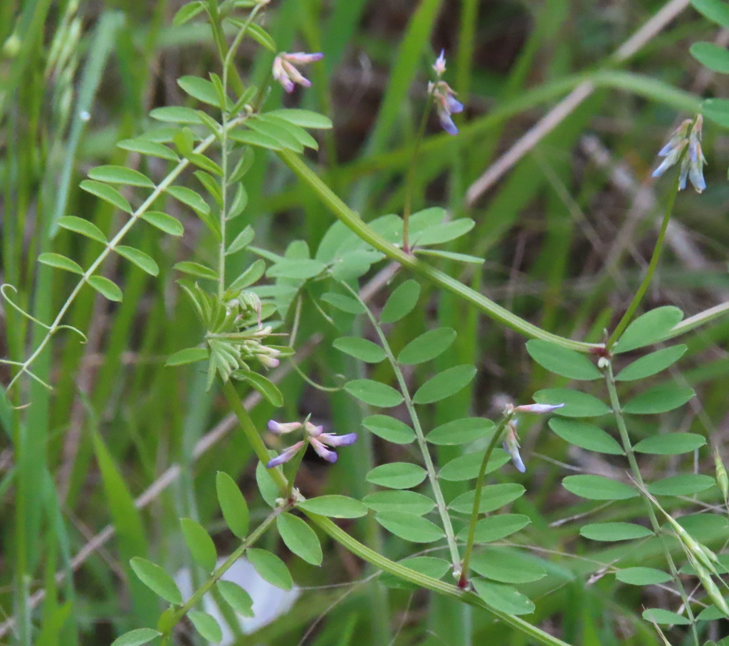 slender vetch from Georgetown, TX, USA on April 10, 2023 at 12:17 PM by ...
