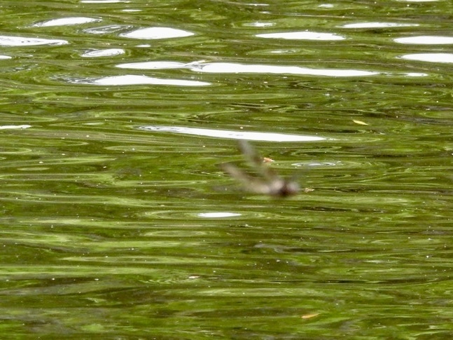 Epitheca princeps Hagen, 1861