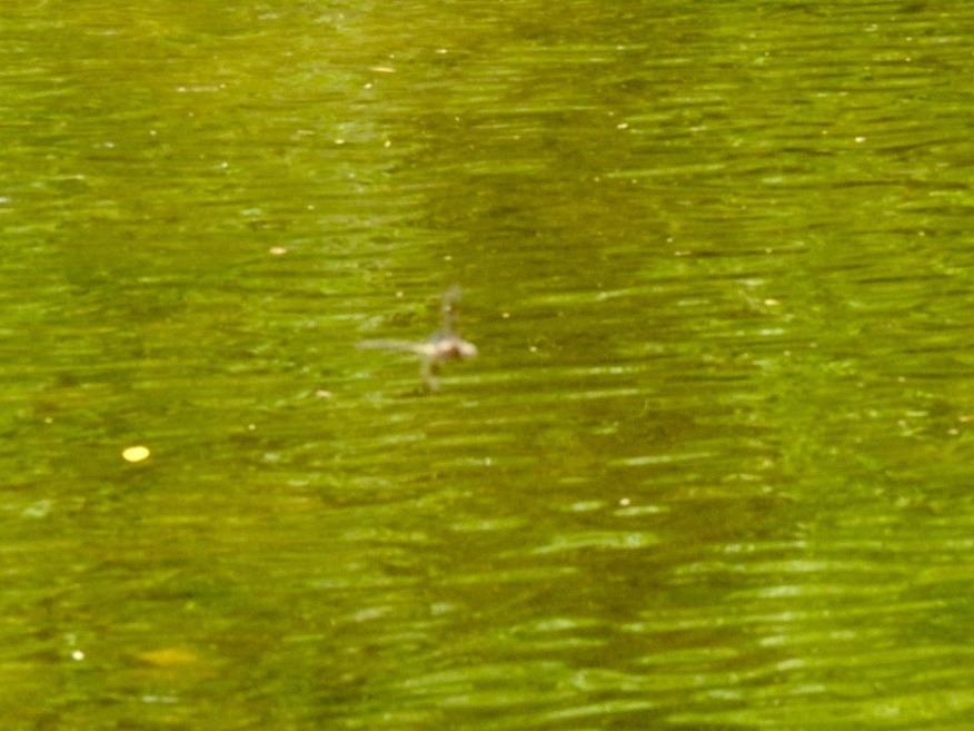 Epitheca princeps Hagen, 1861