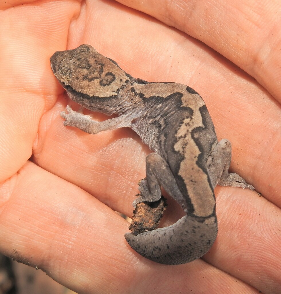 Eastern Stone Gecko from St Mary QLD 4650, Australia on April 10, 2023 ...