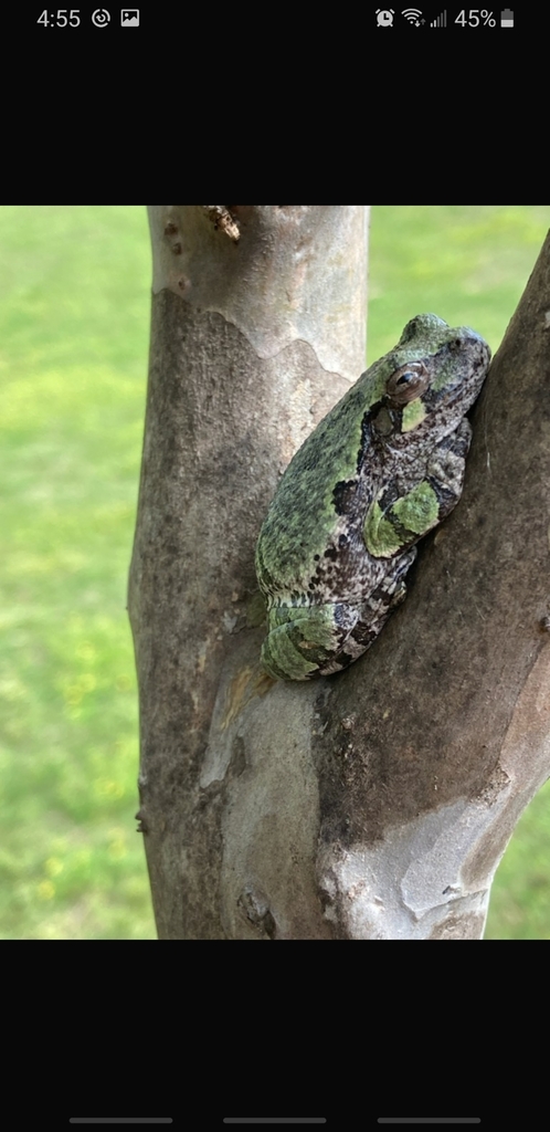 Gray Treefrog from Keene on April 10, 2023 by hollyhannah3. Unknown ...