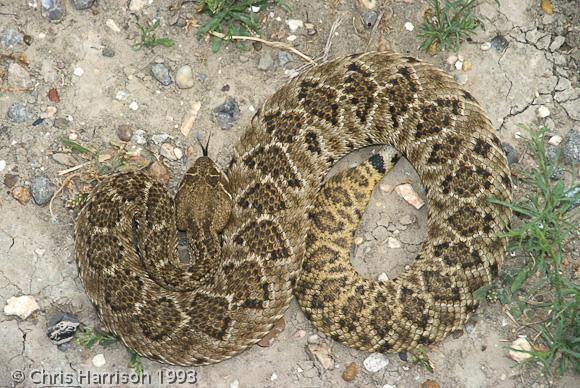 Western Diamond-backed Rattlesnake from Webb County on April 17, 1993 at 10:00 AM by Chris ...