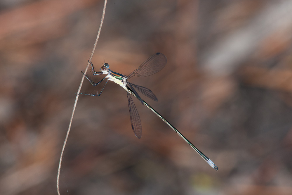 Lestes vigilax (Swamp Spreadwing) (Dragonflies and Damselflies of ...