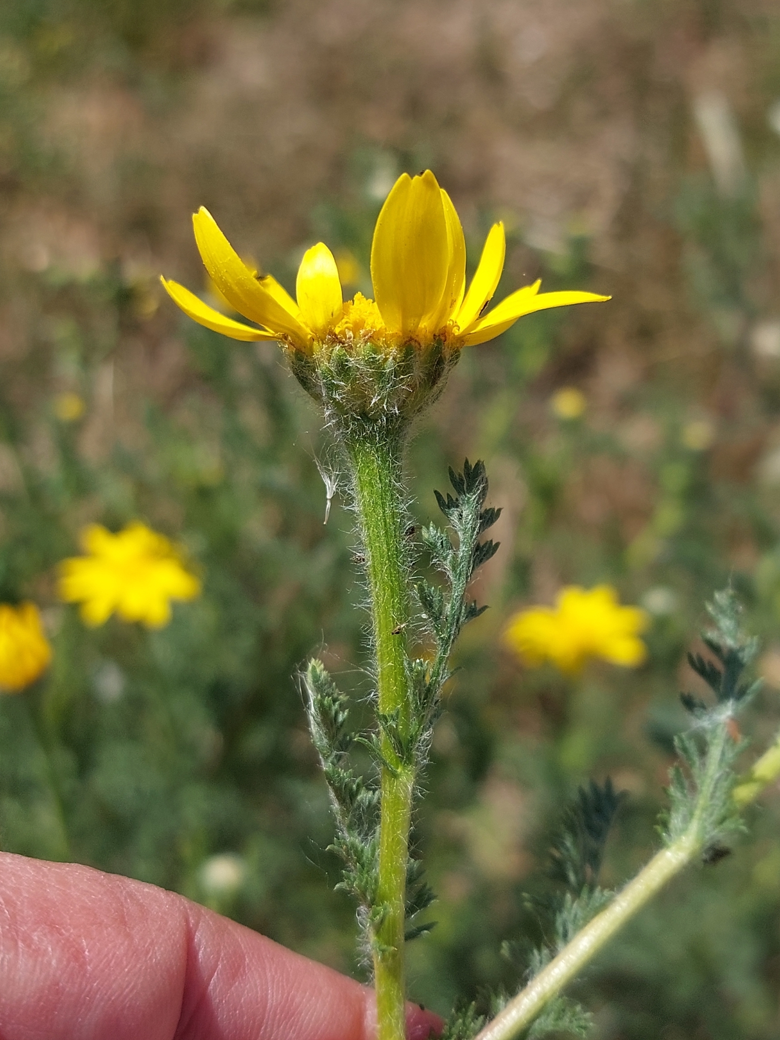 Anacyclus radiatus Loisel.