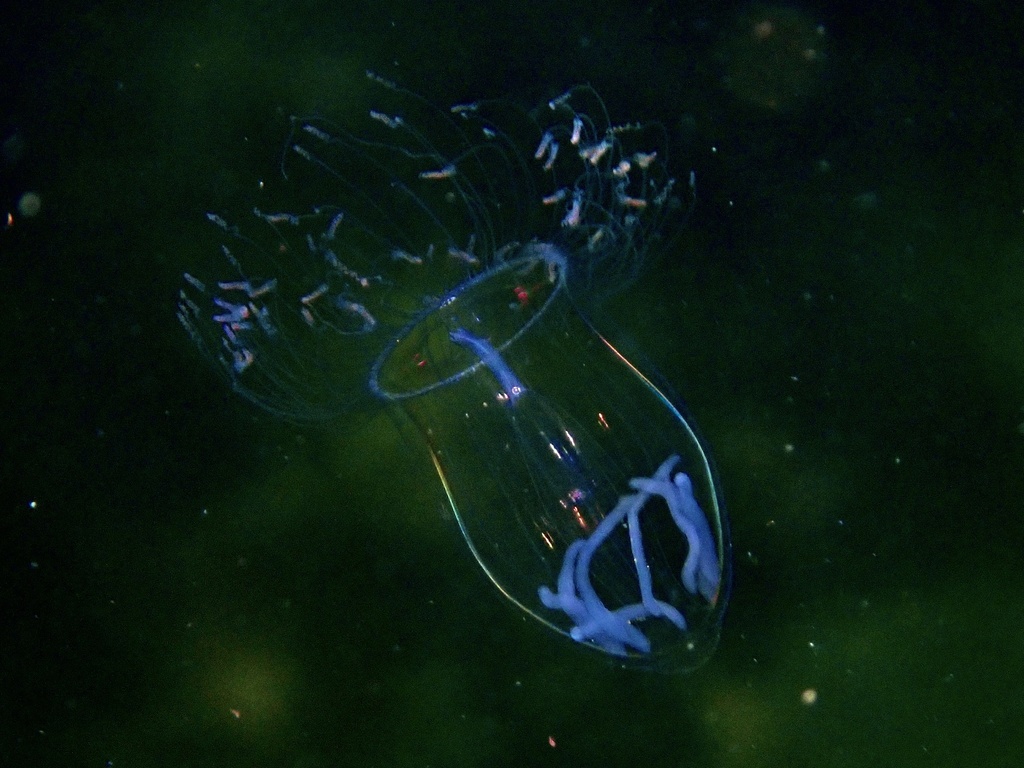 Aglantha digitale from Seine Cove, Halifax, NS, CA on April 10, 2023 at ...